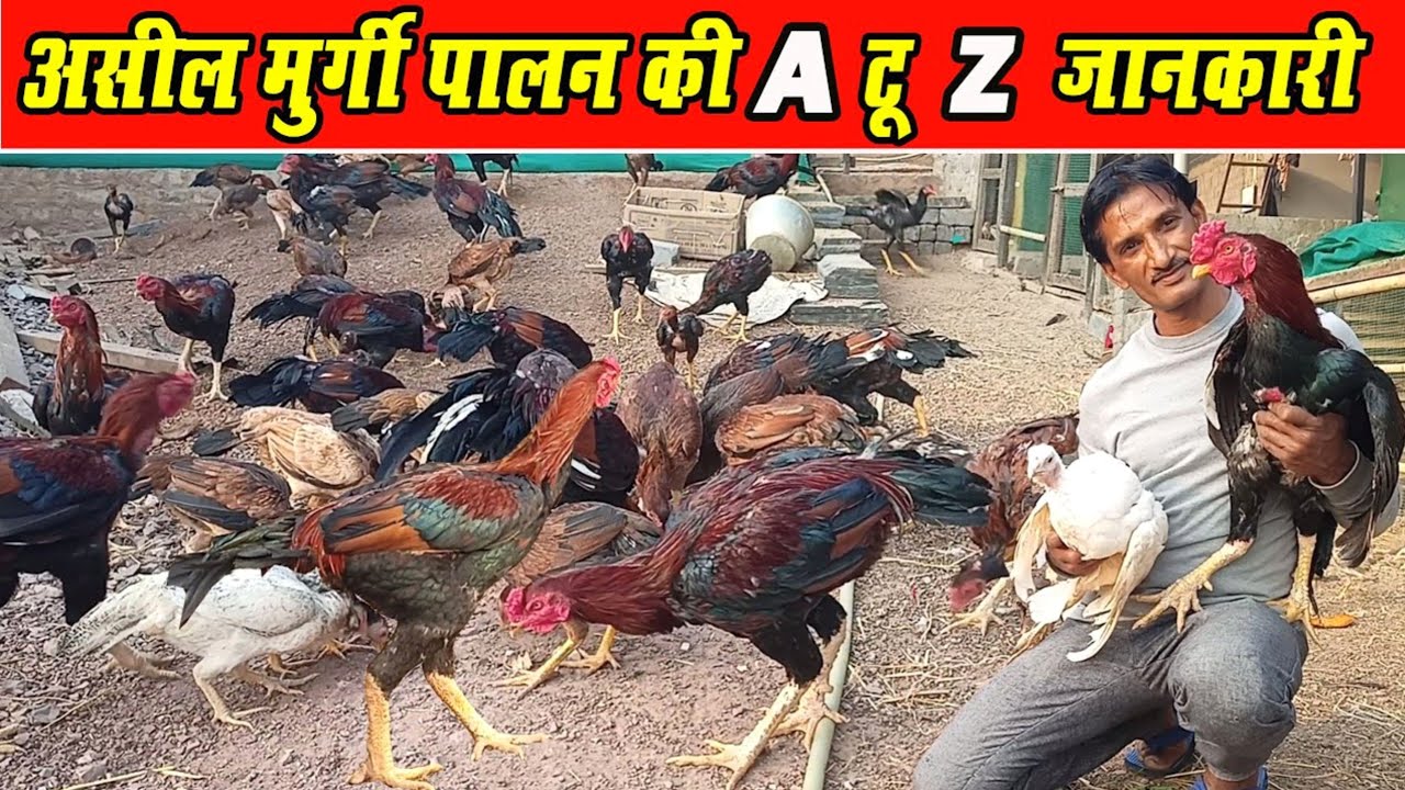 Aseel murgi farm Chhattisgarh। अ.सी.ल. मुर्गी पालन की जानकारी। Aseel ...