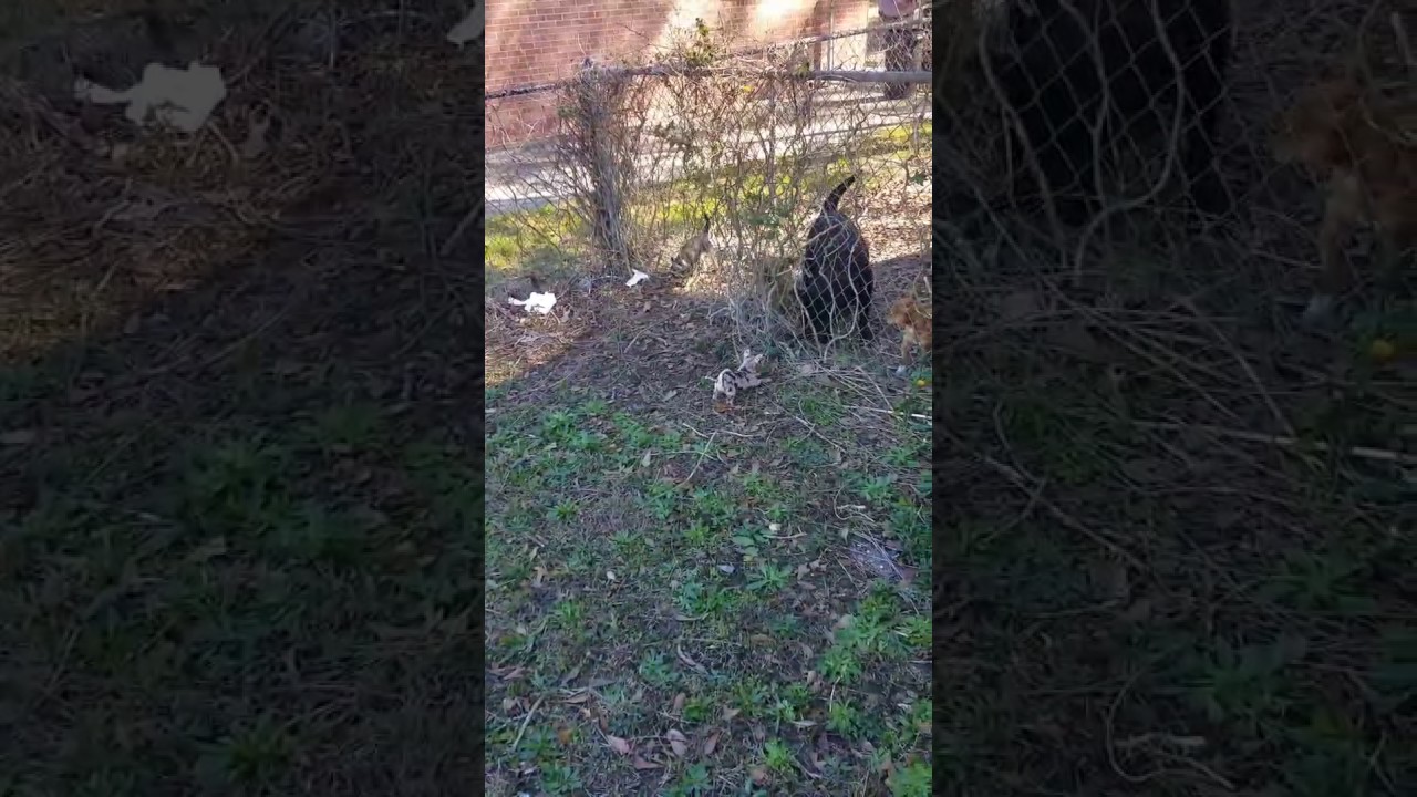 Look at my dog going in. An just 6week - YouTube