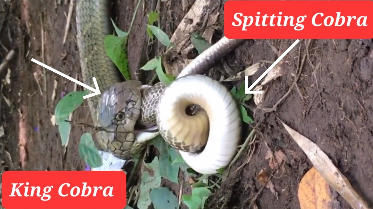KING COBRA EATING SPITTING COBRA..... भयानक मंज़र।। #kingcobra #snake ...