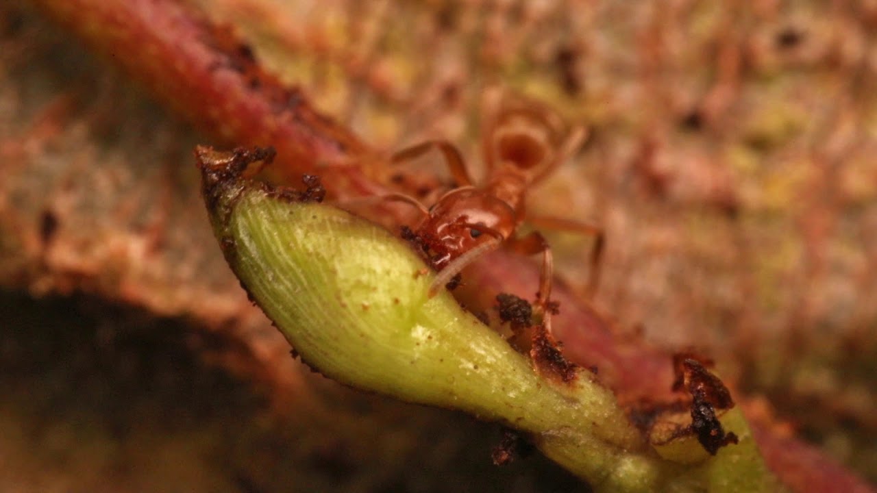 Azteca Ants Trimming a Vine on their Cecropia Tree - YouTube
