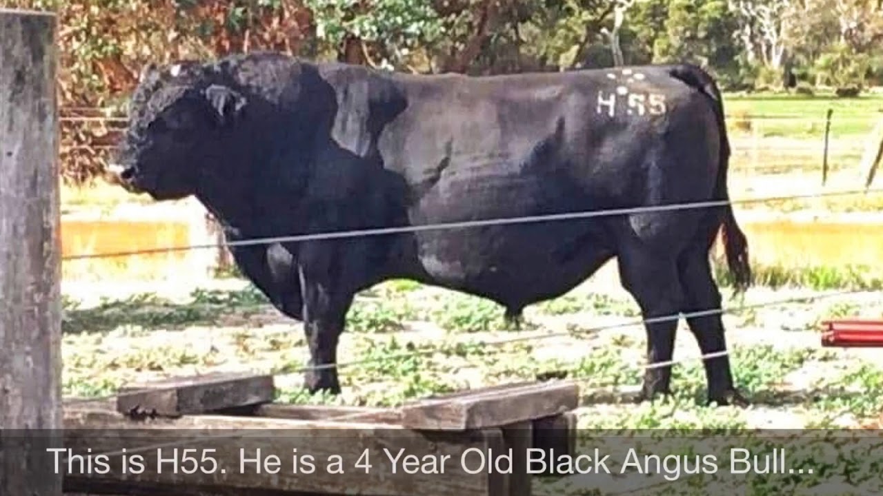 Semen Collection from a Black Angus Bull - YouTube