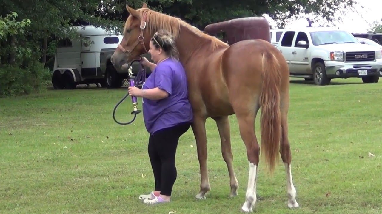 BEST IN SHOW Gaited Horse Show and Trail Ride in Texas - YouTube