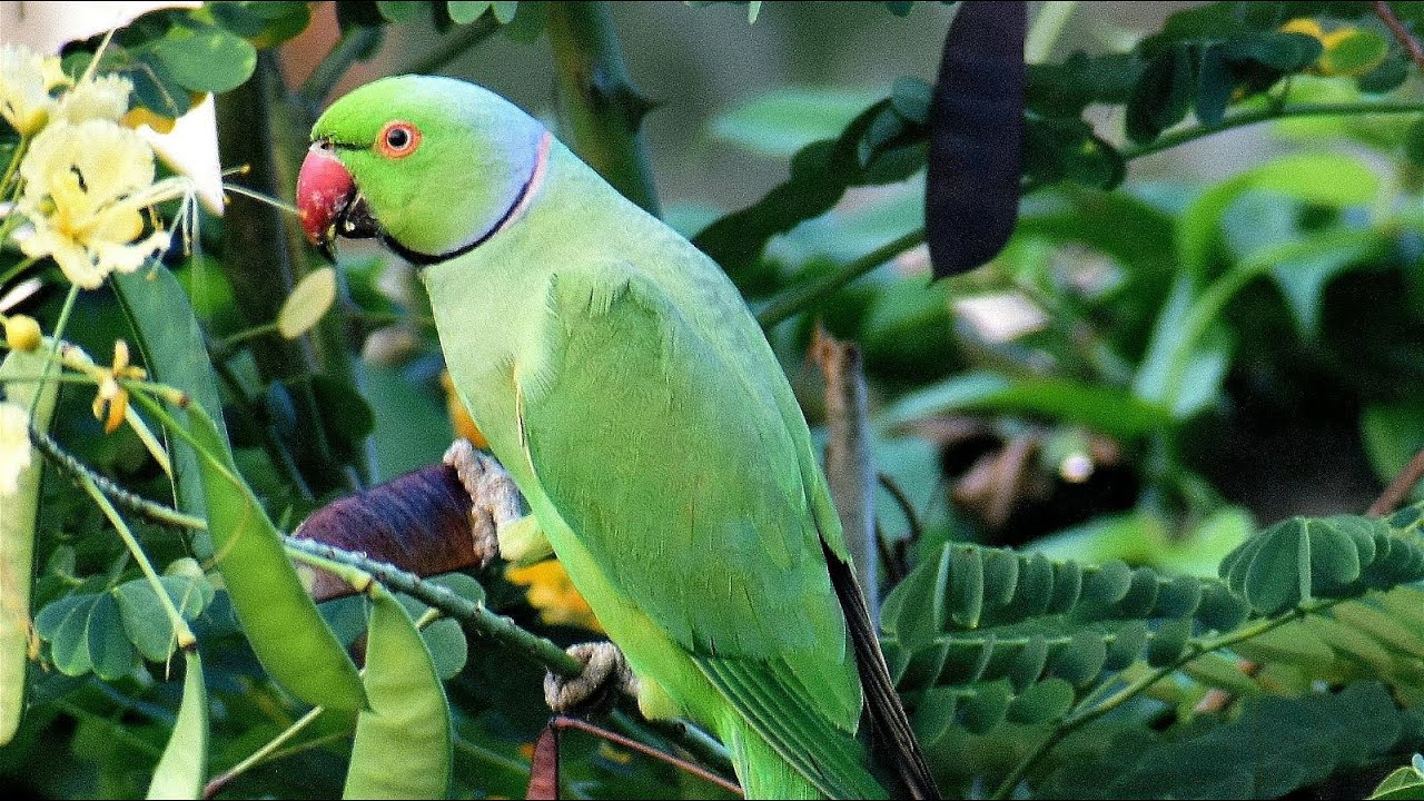 Indian Ring Neck Green Parrot with Natural Sounds - YouTube