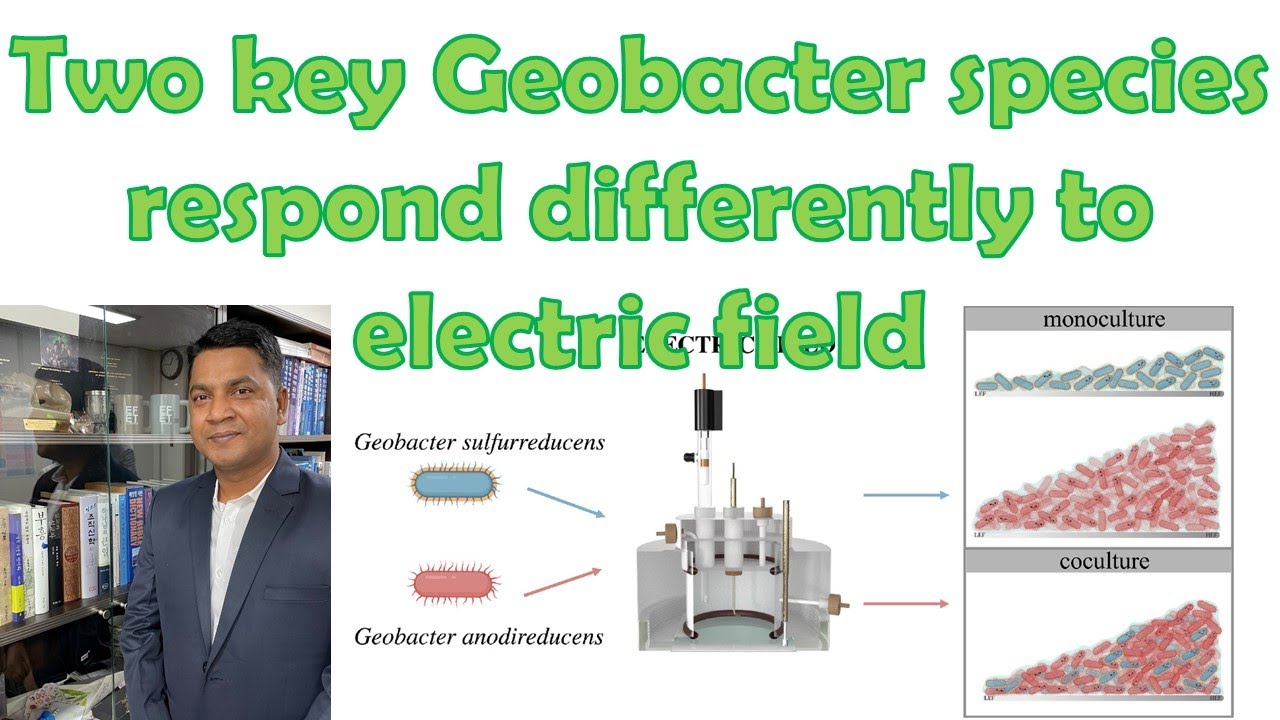 Two key Geobacter species respond differently to electric field - YouTube