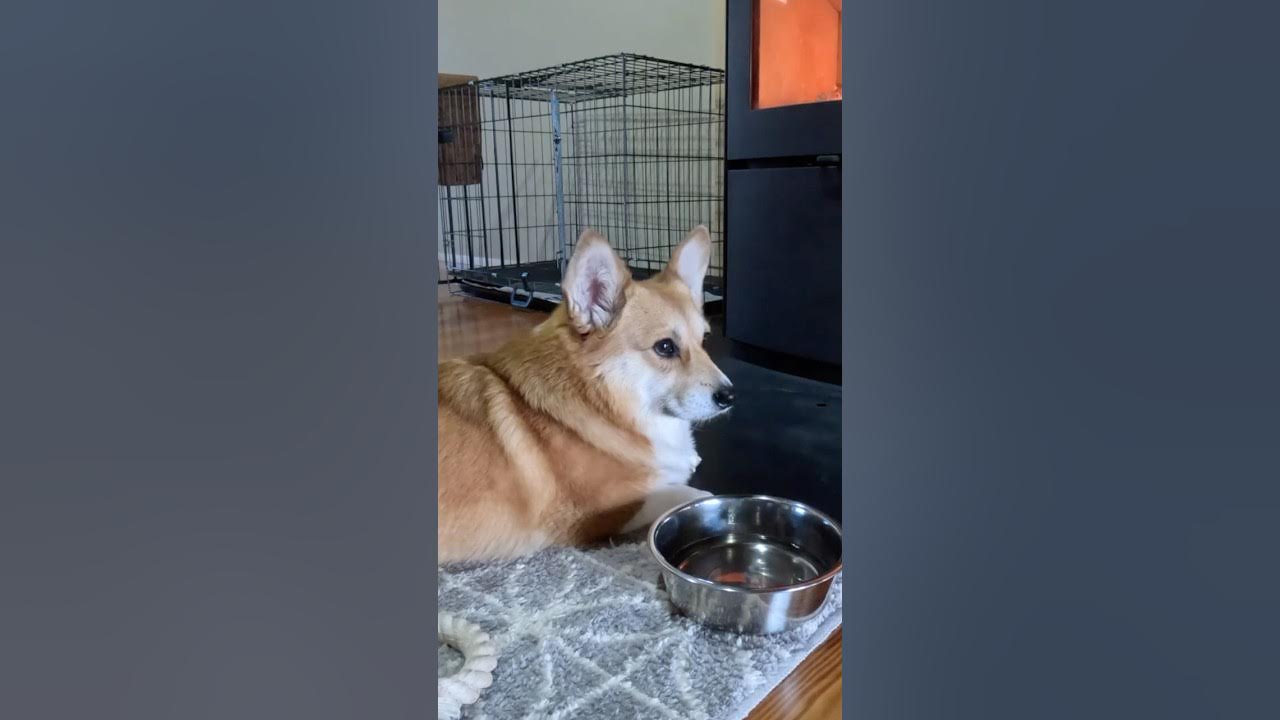 唸るコーギー / A growling corgi #コーギー #corgi #サクラ - YouTube