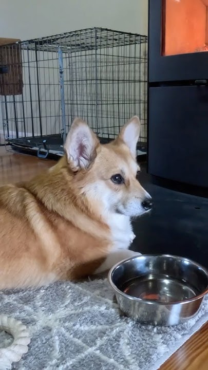 唸るコーギー / A growling corgi #コーギー #corgi #サクラ - YouTube