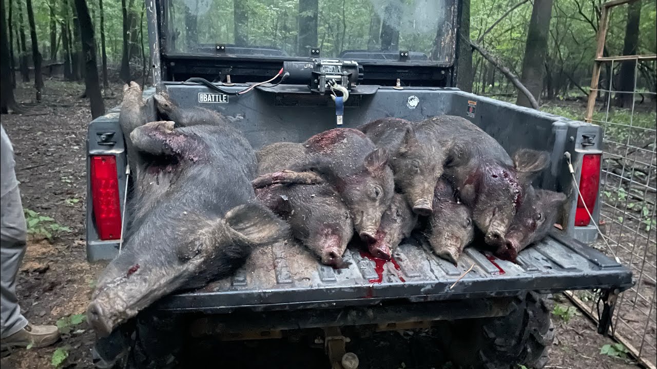 Catching pigs and baiting traps - YouTube