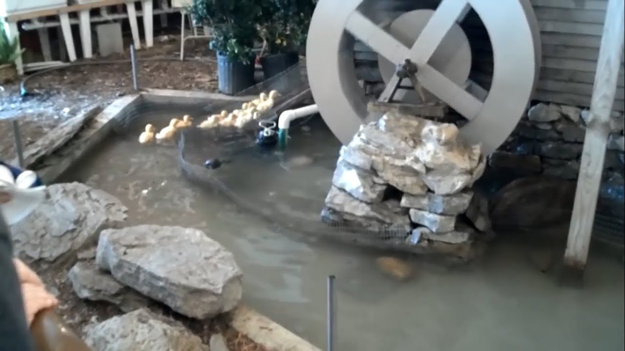 Cute ducks plays on water slide | Funny video 2020 - YouTube