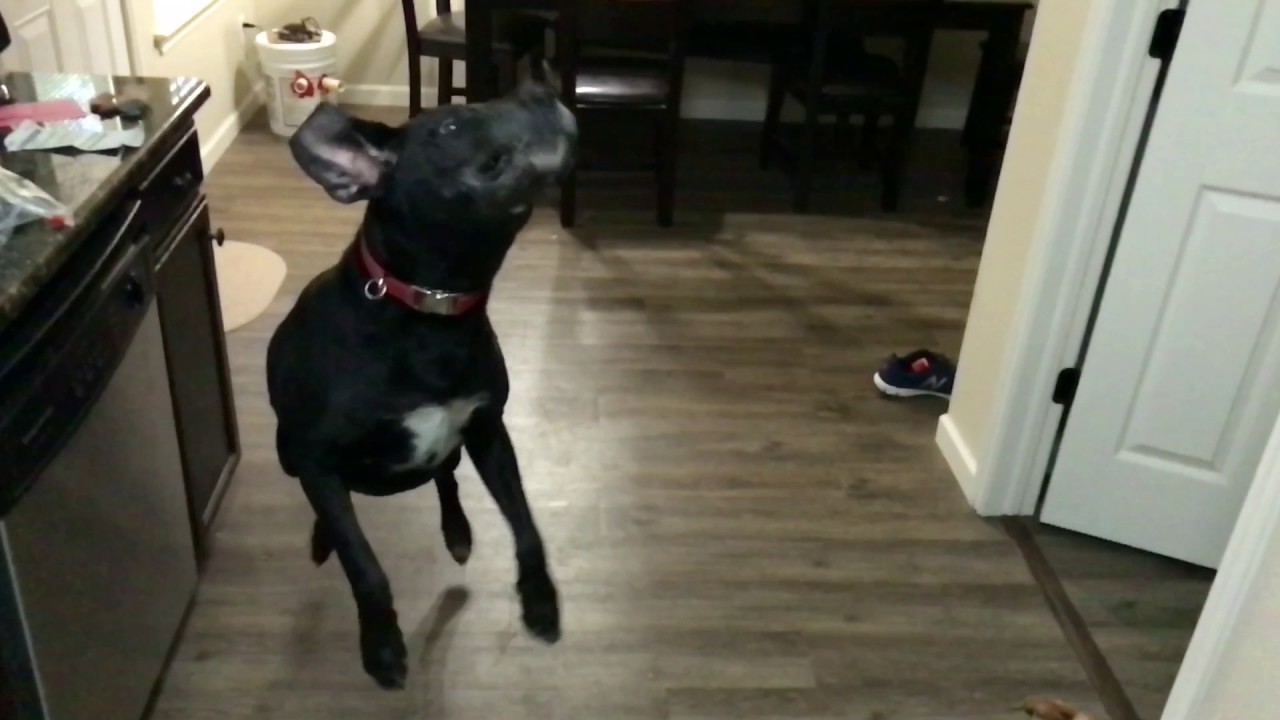 Canadian bacon frisbee! - YouTube