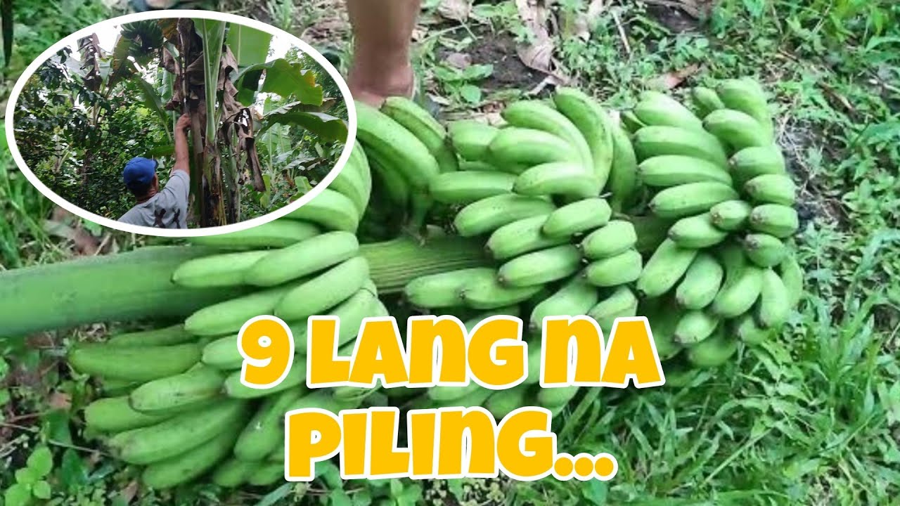 KATAMTAMAN LANG LAKI, IBA PAG INAALAGAAN/ VAL SANTOS MATUBANG/ ATE EDNA ...