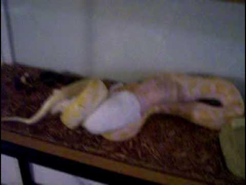 Albino Burmese Python Eats a Bunny 1 of 3 - YouTube