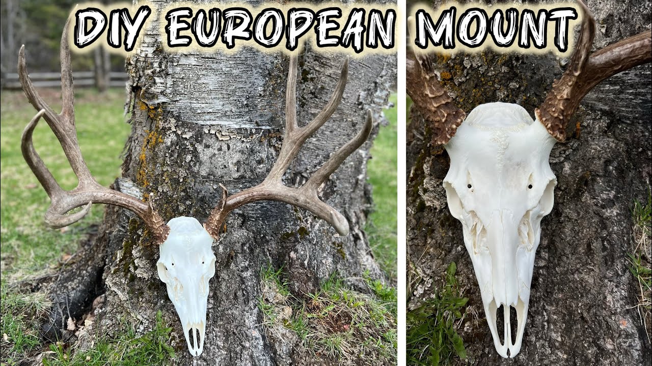 How to clean and whiten European mount | DIY Ep. 14 - YouTube