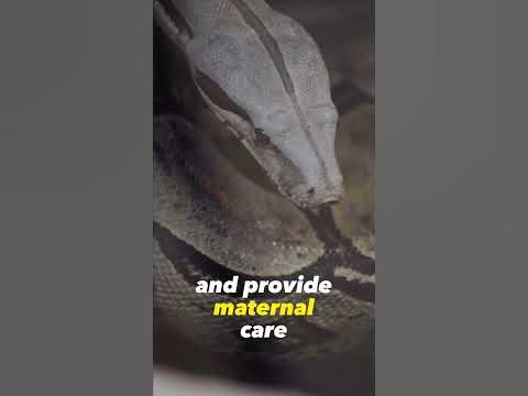 This Python Snake Will Eat ANYTHING - YouTube