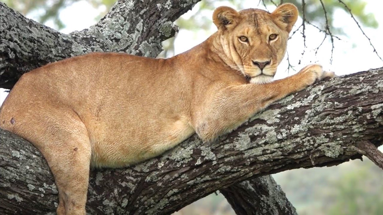 lion waits for mate - part 13 - in for a long wait - YouTube