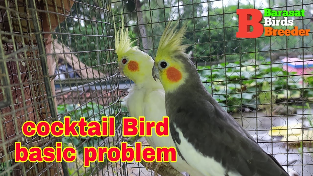 Cocktail bird basic information about breeding problem, | cocktail bird ...
