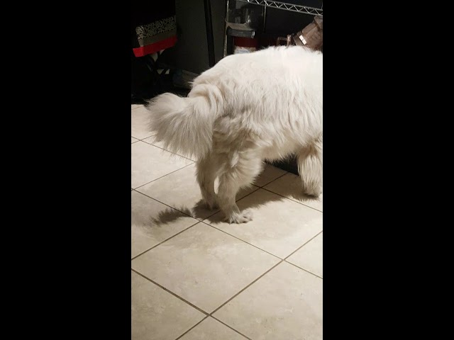 Why Does My Dogs Back Leg Shake