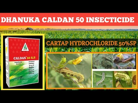DHANUKA CALDAN INSECTICIDE | Caldan insecticide | Cartap hydrochloride ...