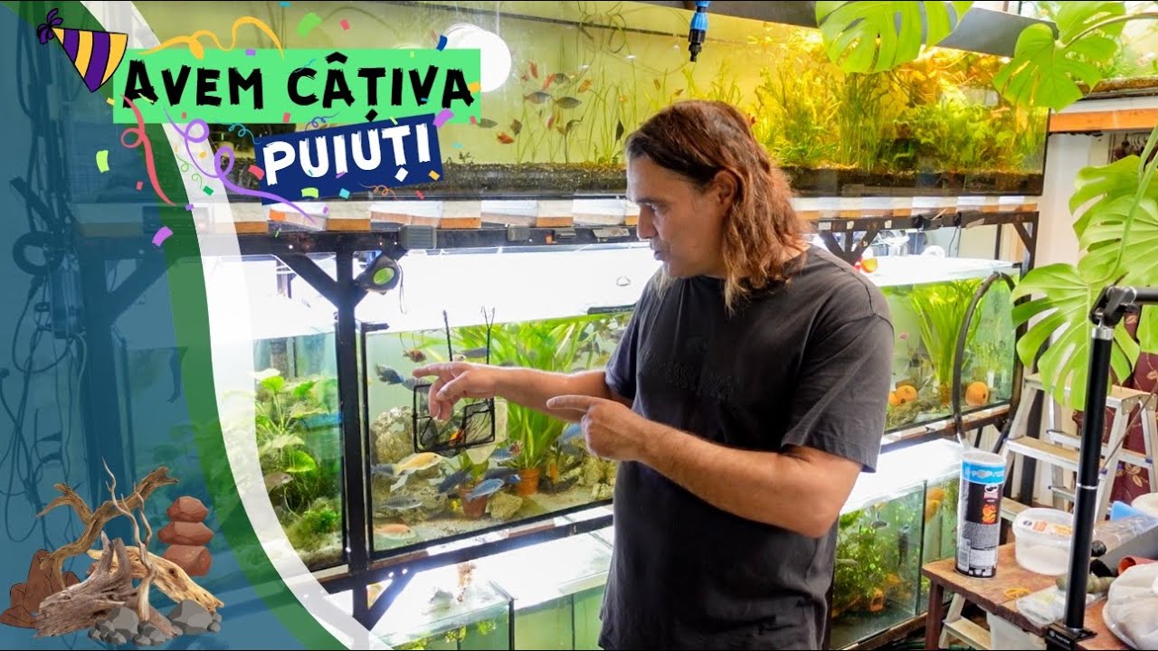 Vlog #28 | Pregatiri de reproducere si pui noi in casa - YouTube