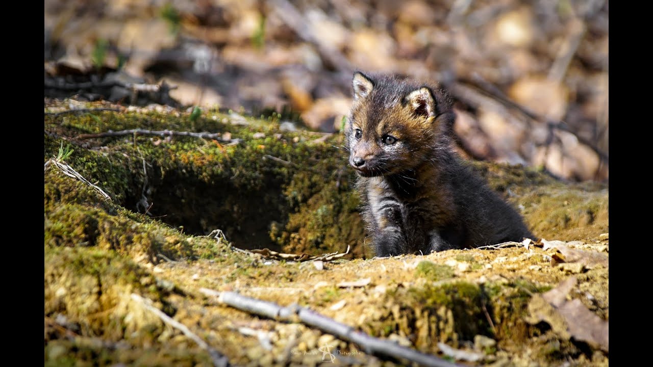 Baby Cross Fox - Renard croisé - YouTube