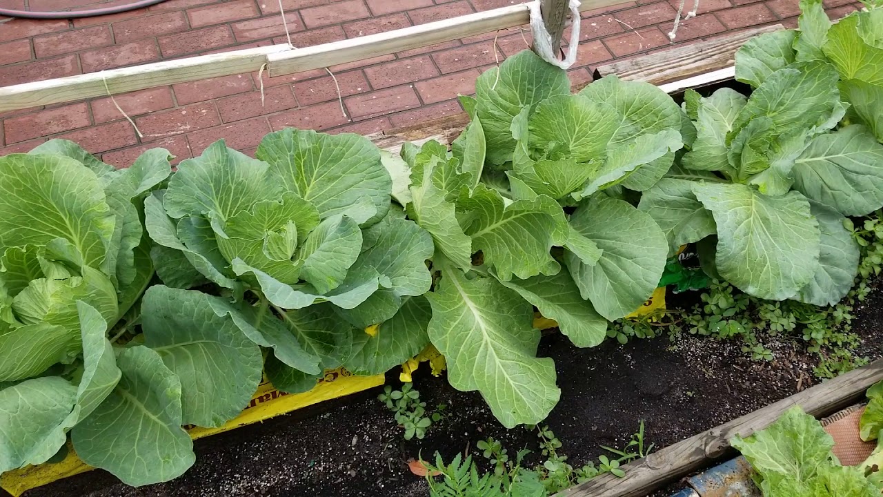 All Season Cabbage Update / South Florida Rainy Season - YouTube