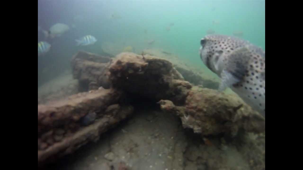 Angry Adult Puffer Fish In HD - YouTube