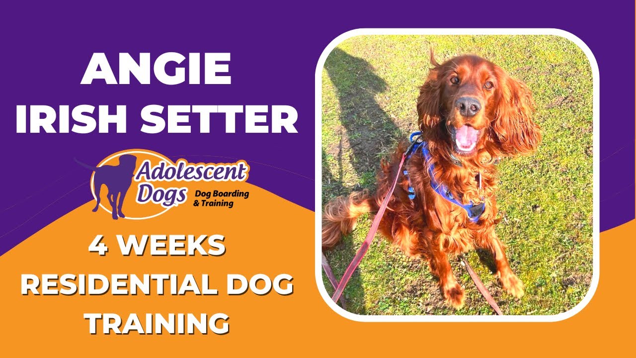 Angie the Irish Setter - 4 Weeks Residential Dog Training - YouTube