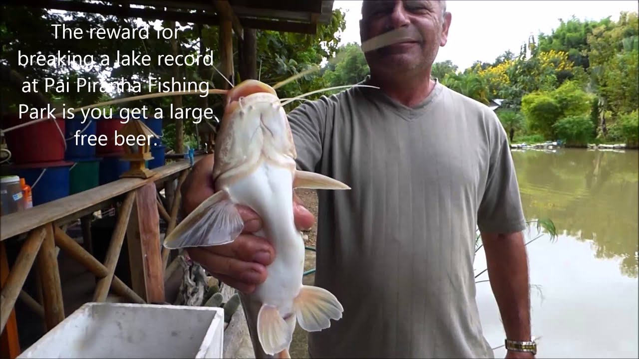 Record Bocorts River Catfish at Pai Piranha Fishing Park Pai Northern ...