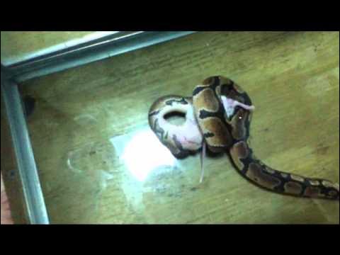 ball python eating a mouse - YouTube