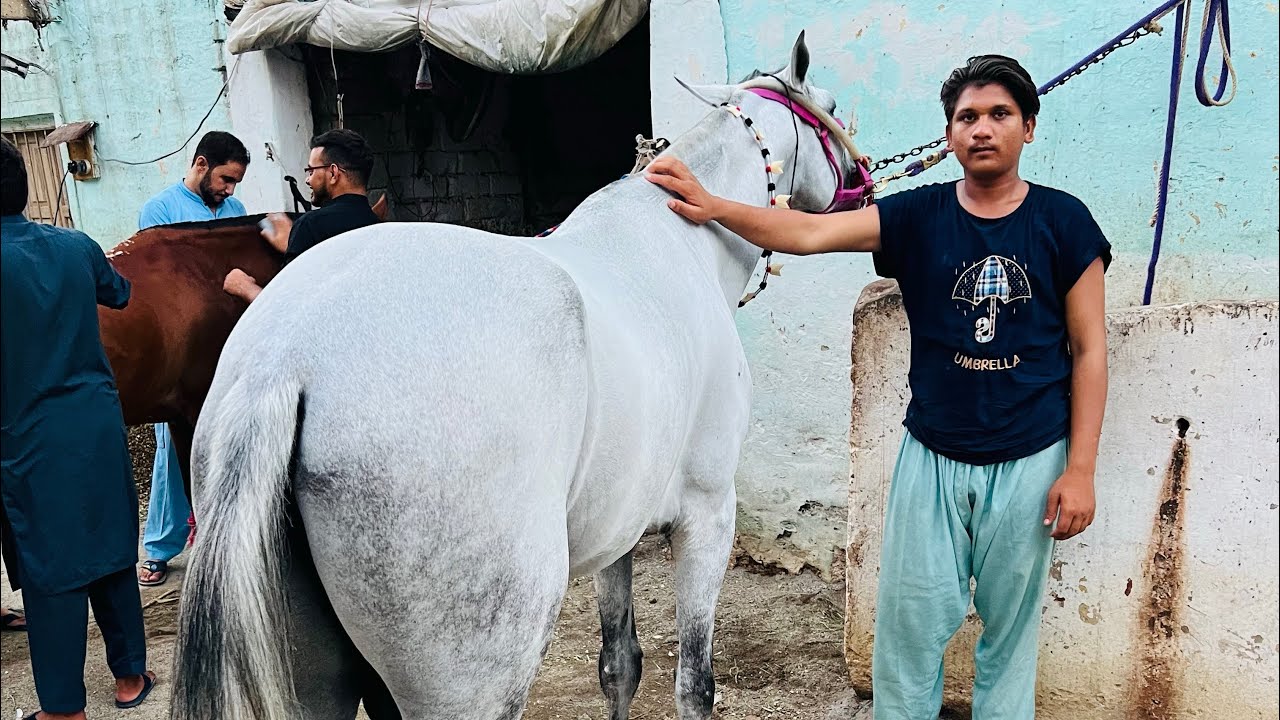 Lal Shehzada ready for race - YouTube