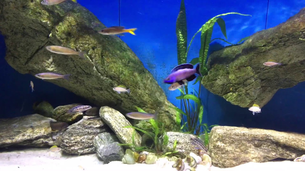 Tanganyika tank - YouTube