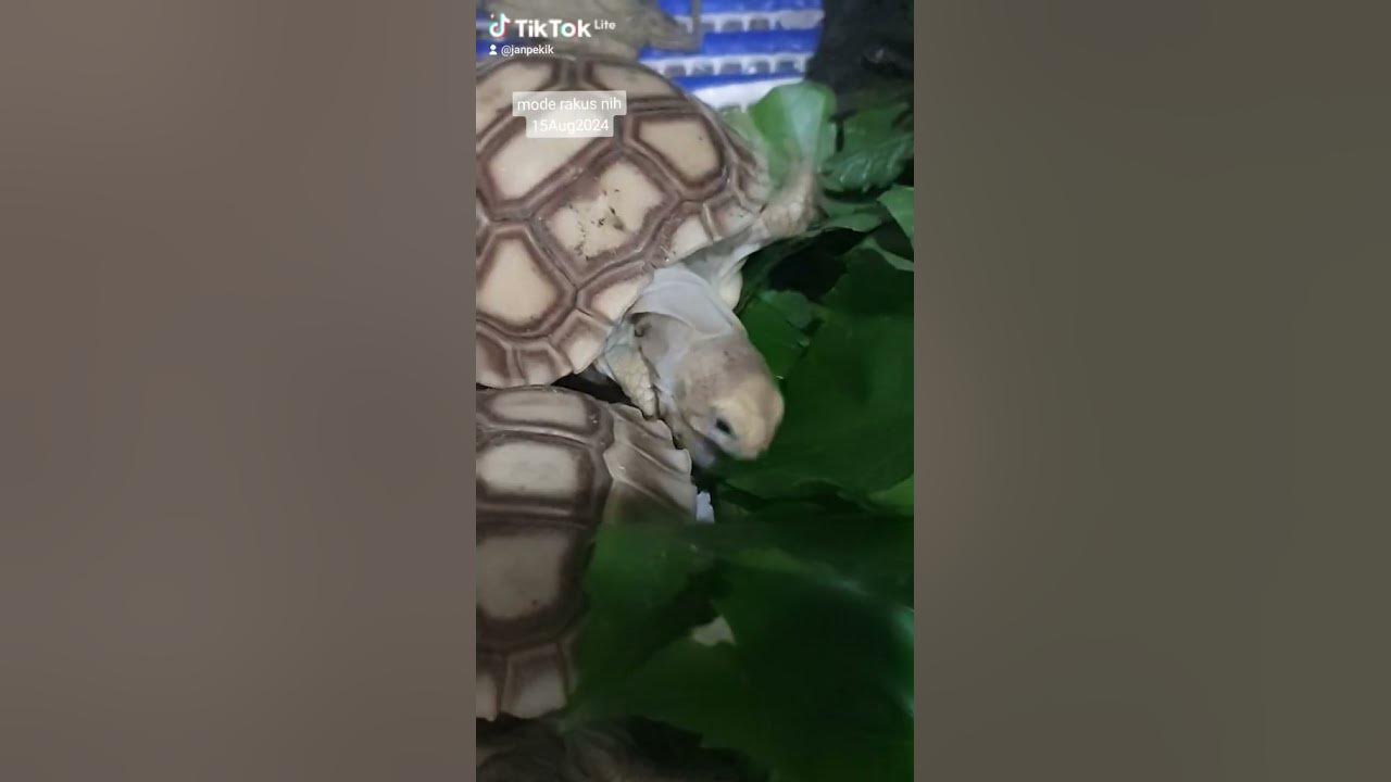 Mode Rakus Zuly ku - YouTube