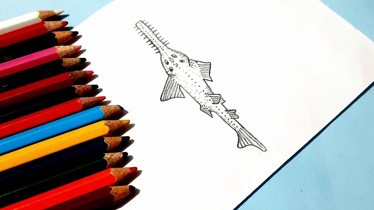 How to draw a pristis (saw-fish)//step by step #video - YouTube