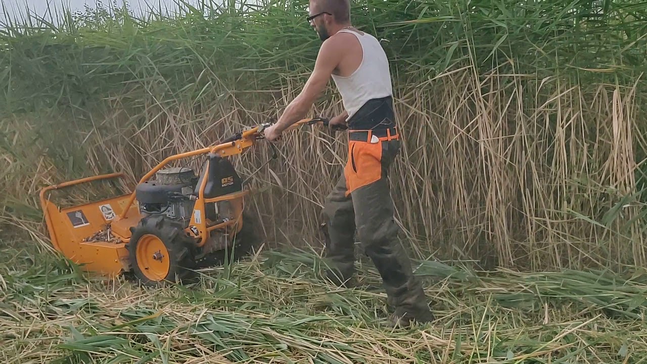 Defrisare vegetatie spontana in Bucuresti - YouTube