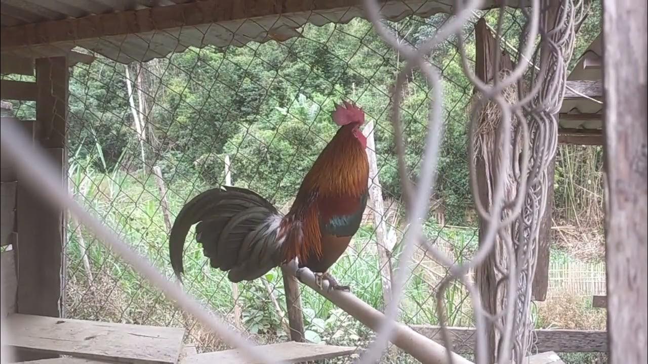 30 ມັງກອນ 2024coj nej los saib kuv tus laus qaib qus f1nawb - YouTube