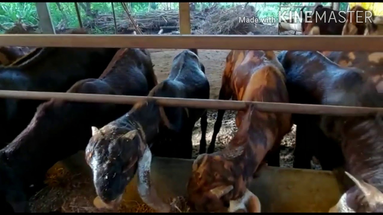 Lucky goat farm gulbargha Karnataka9740927905 - YouTube