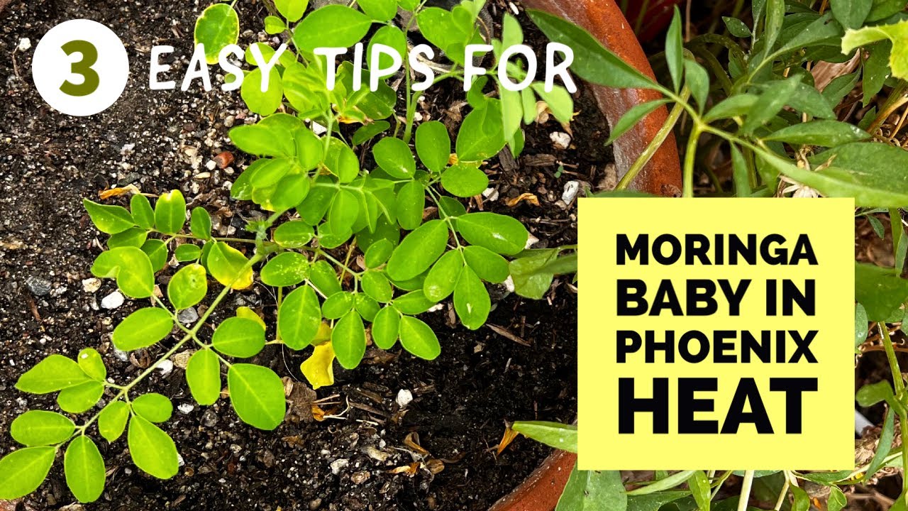 How to keep Moringa BABY alive in summer ( 115 F 🥵heat) Zone 9B - YouTube