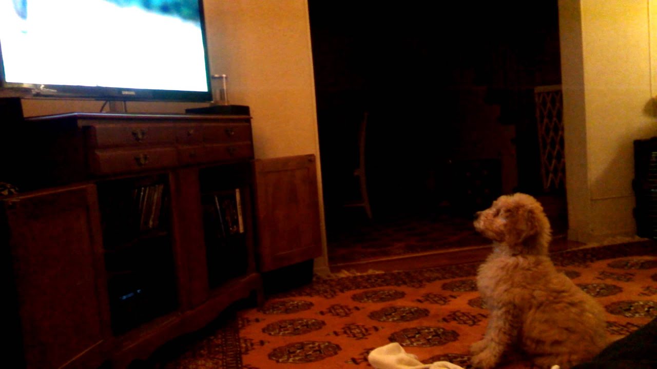 Farfel watching Animal Planet - YouTube