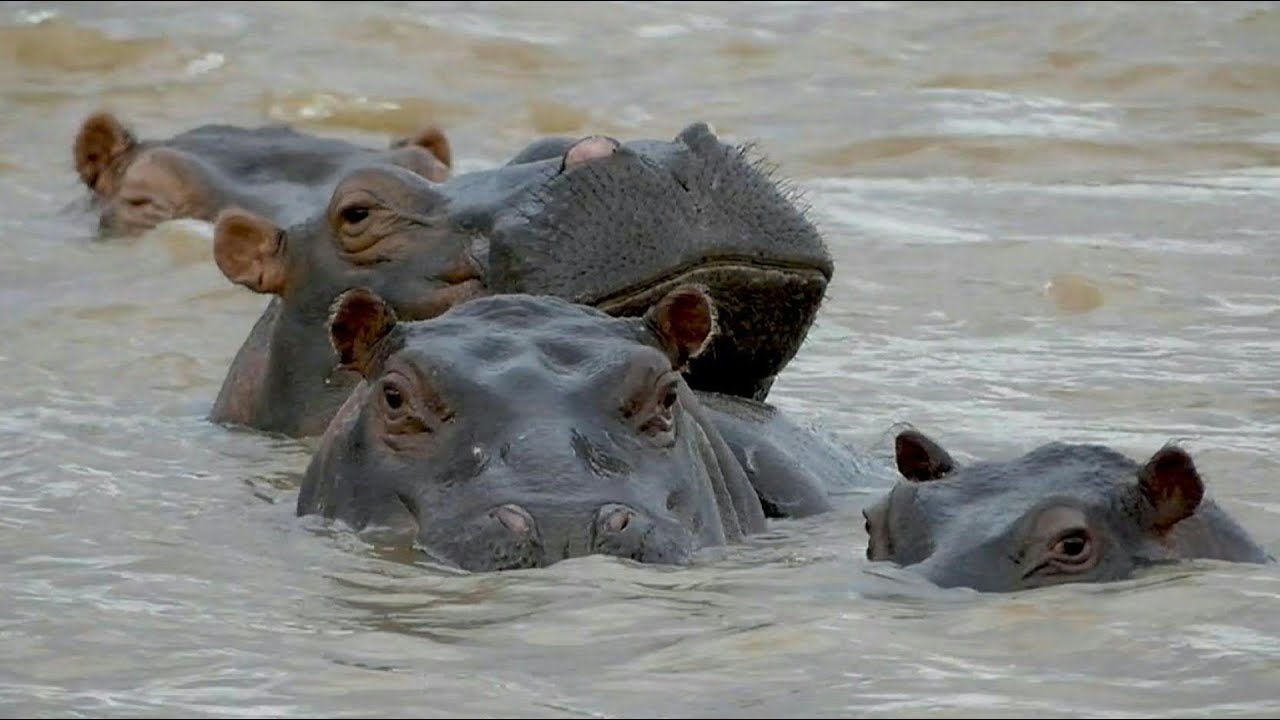 DR Congo: humans and hippos, learning to live together | AFP - YouTube