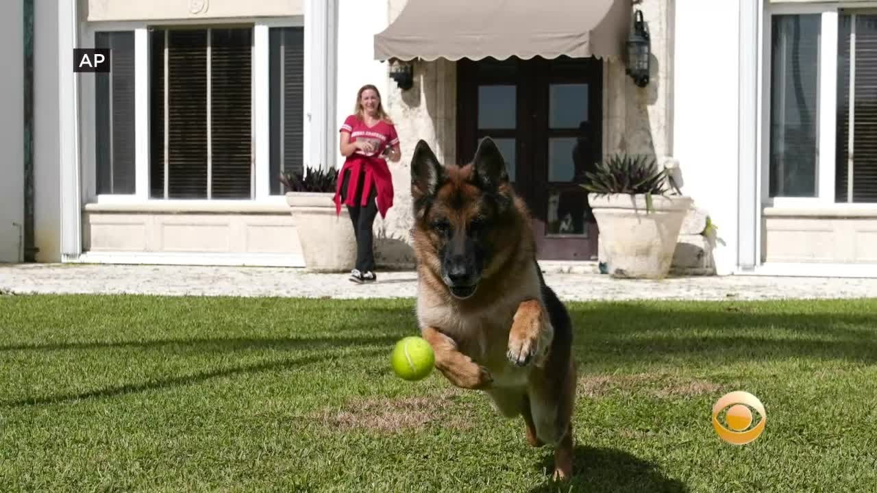 Millionaire Dog Gunther VI Selling Miami Mansion Once Owned By Madonna ...