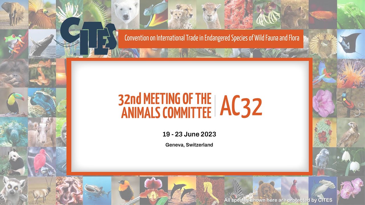 32nd Meeting of the CITES Animals Committee - Afternoon (June 19) - YouTube