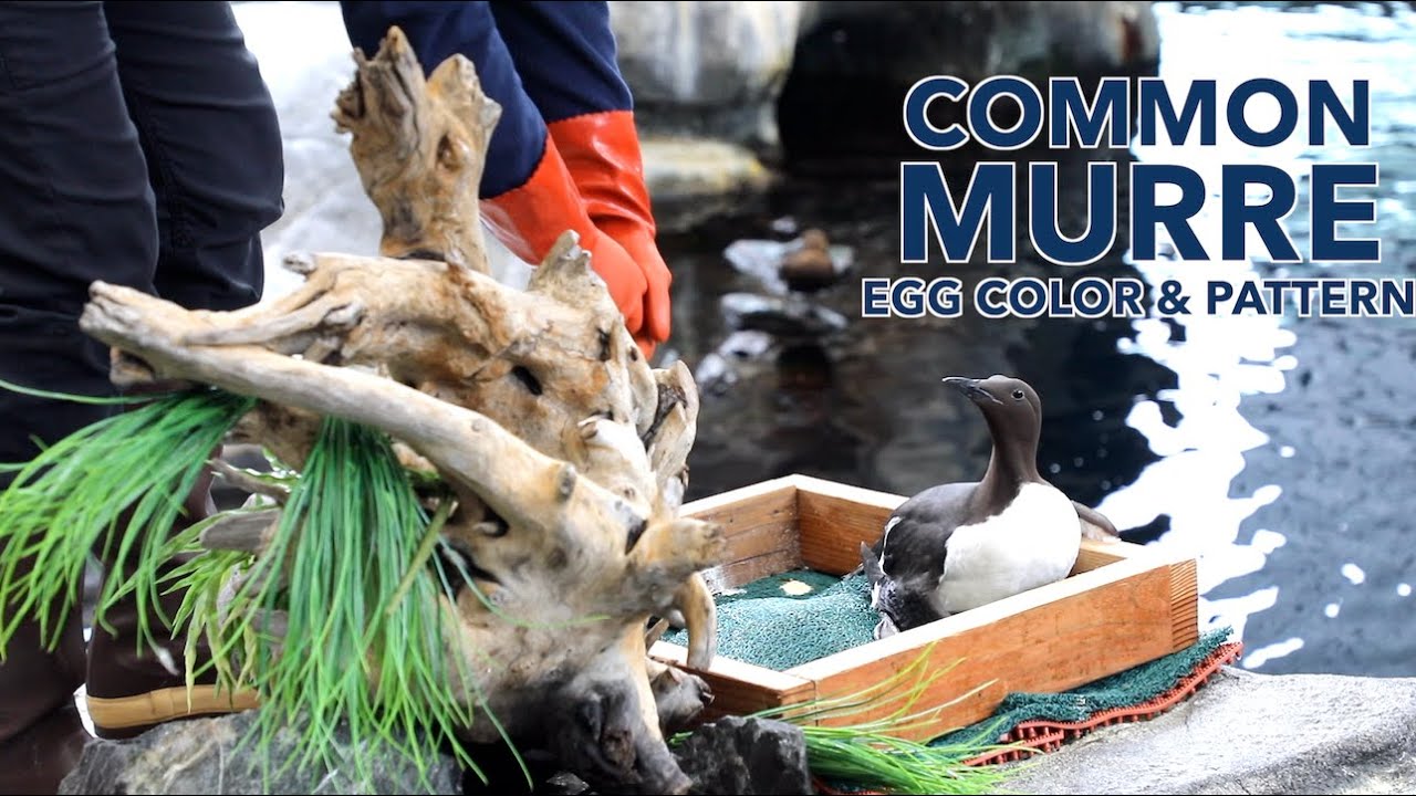 Common murres have incredible eggs! - YouTube