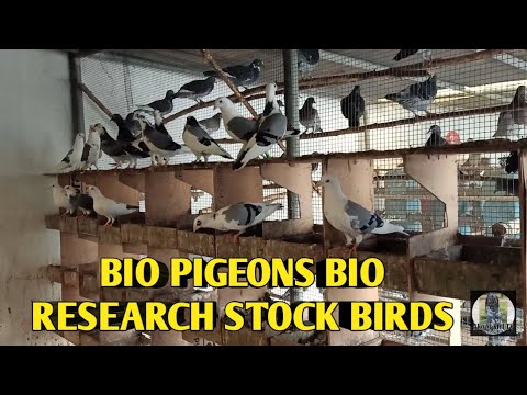 BIO PIGEONS BIO RESEARCH STOCK BIRDS #AkoSiKielTv #BioPigeons # ...