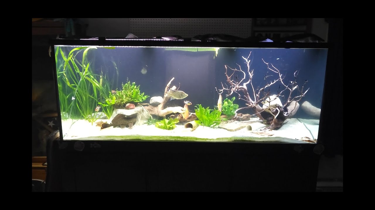 Fish Room Tour 01 Tropical Fish over 30 Tanks! Breeding for Profit ...