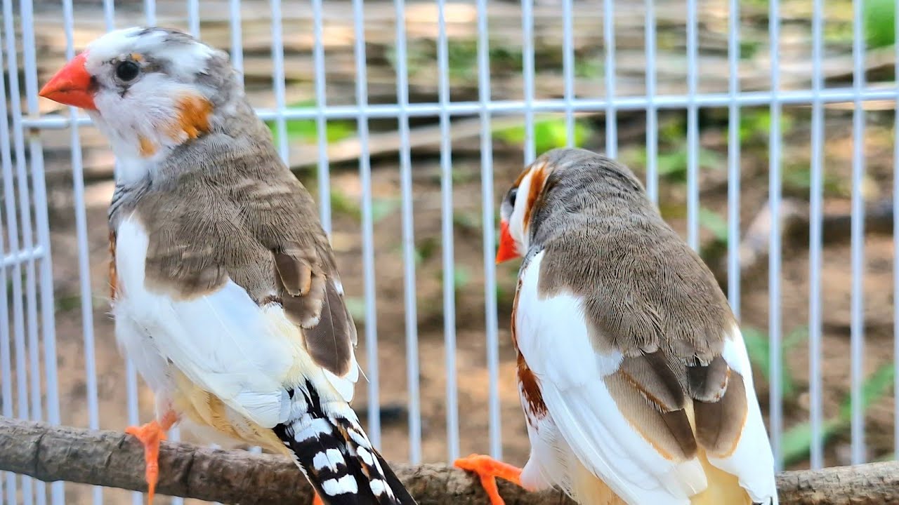 Zebra finch : Two fancy birds squealing loudly in the cage. - YouTube