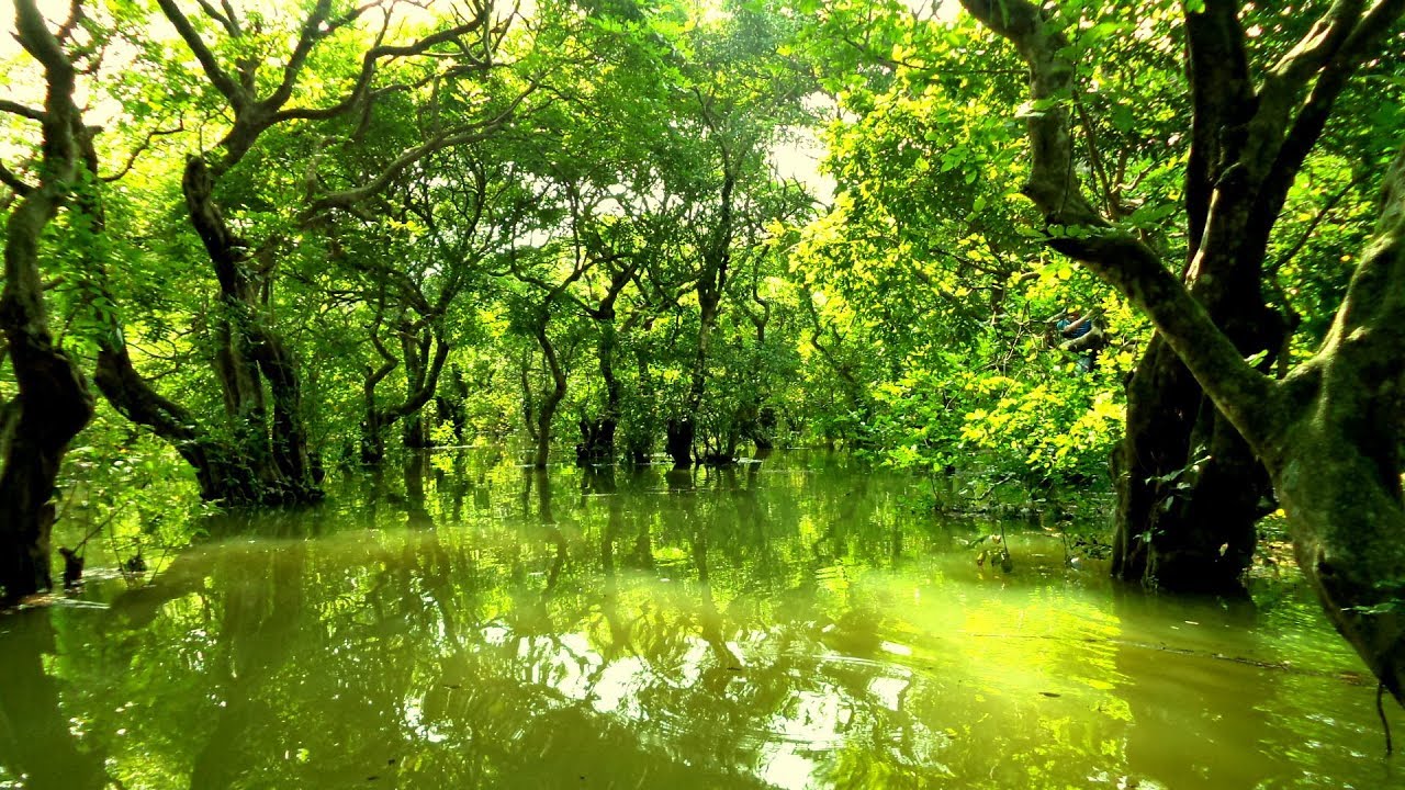 Ratargul Swamp Forest in Bangladesh | Amazing Ratargul Swamp Forest ...