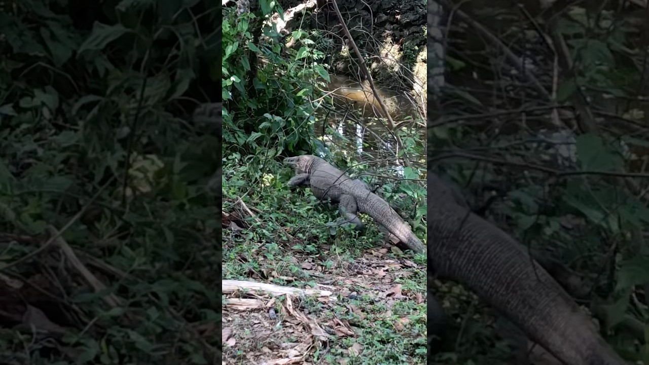 A shanda was go to jangle #villagestatus #nature #animals - YouTube