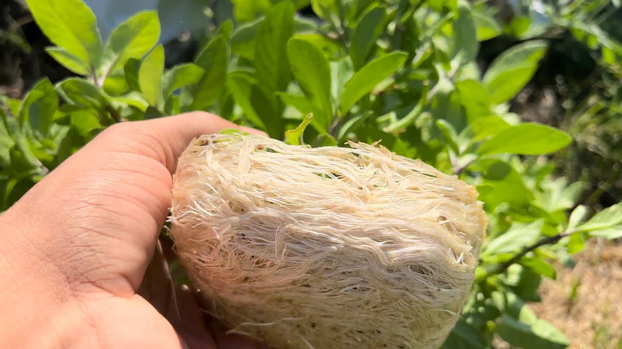 The Secret To Keeping Weeds Out Of The Garden! Strong Root System Or ...