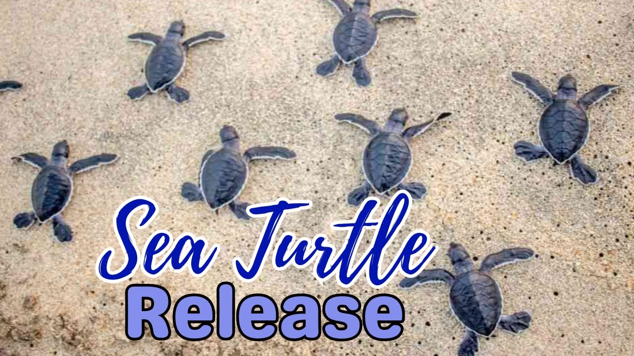 Bali Sea Turtle Release- Seminyak Vlog - YouTube