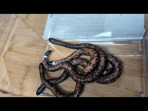 Captive bred Calabaria reinhardtii. - YouTube