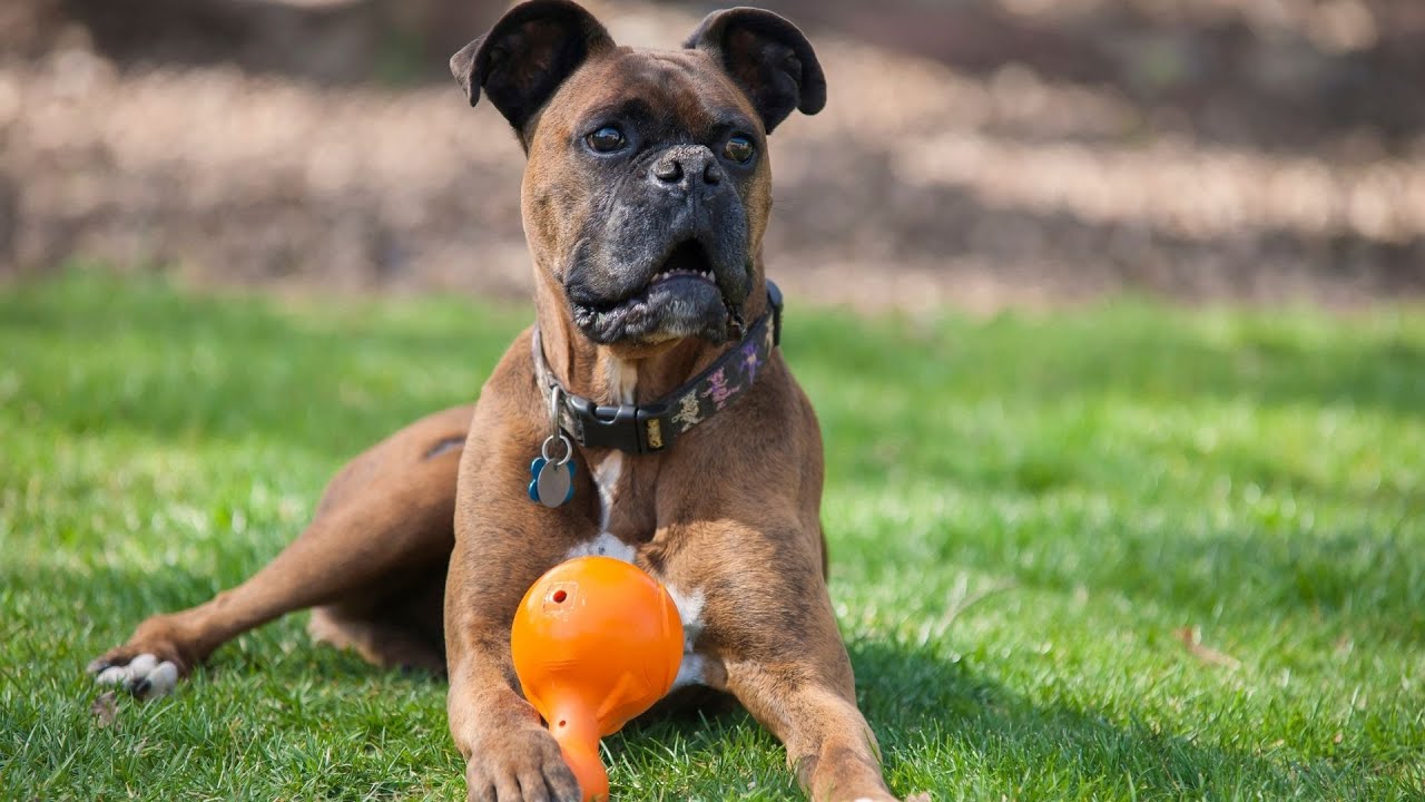 Boxer Dog Eye Problems Recognizing and Treating Issues 1 - YouTube